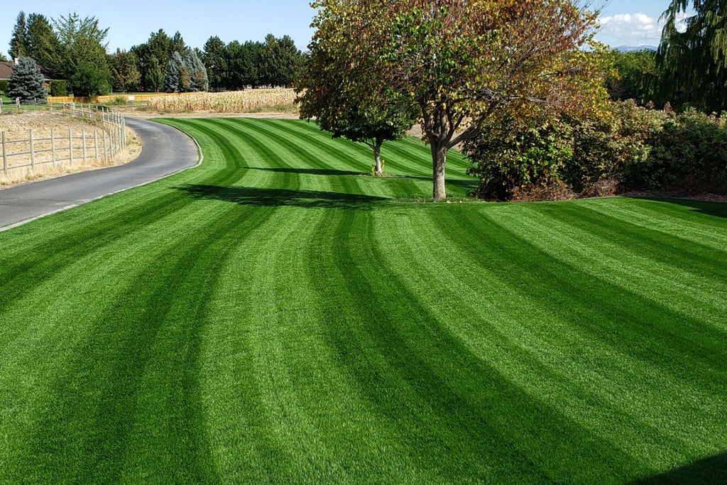 DIY Premium Double Dark Green Grass Seed - Cool Season Blend | MySoil ...
